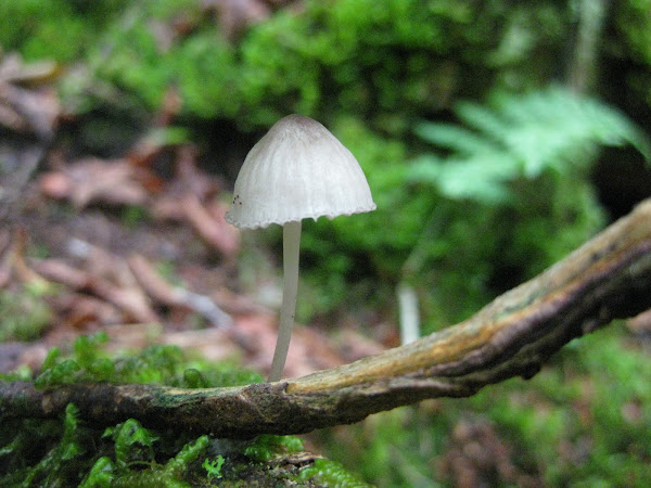 Mycena | Project Noah