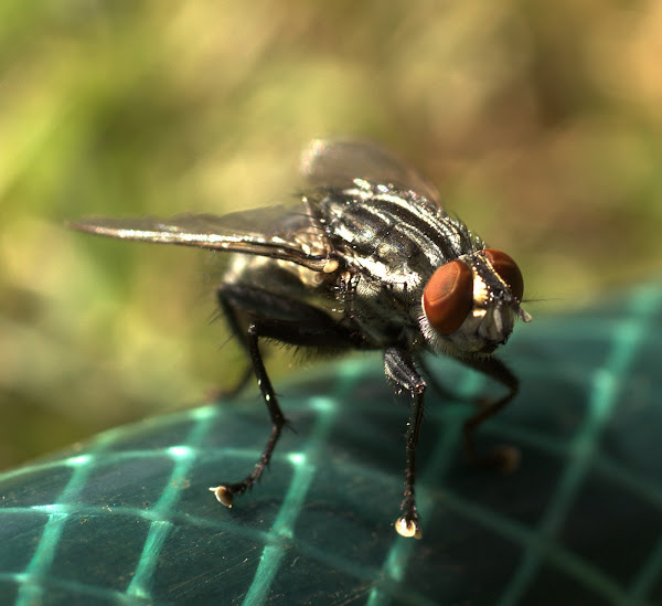 Red-tailed Flesh Fly | Project Noah