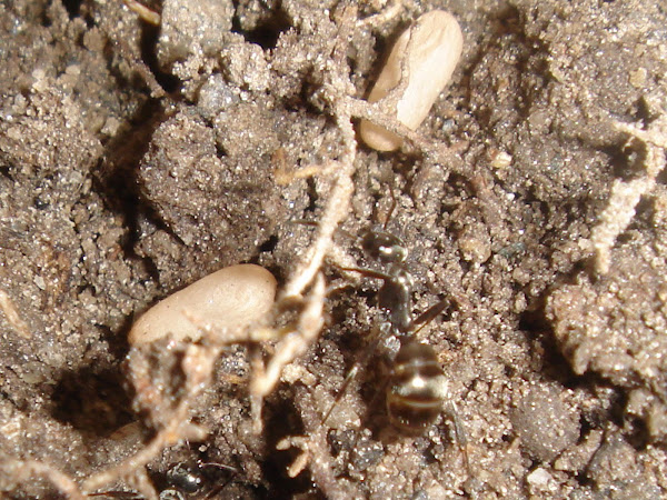 Ants and Eggs | Project Noah