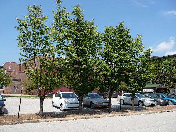 Columnar Sargent Cherry | Project Noah