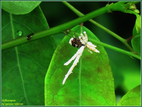 Ricaniid Planthopper (Nymph) | Project Noah