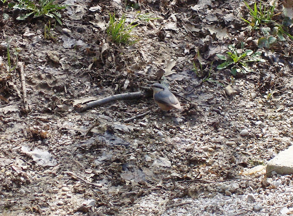 Nuthatch / Brgljez | Project Noah