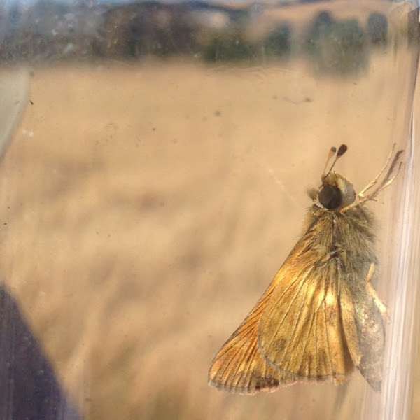 Sachem | Project Noah