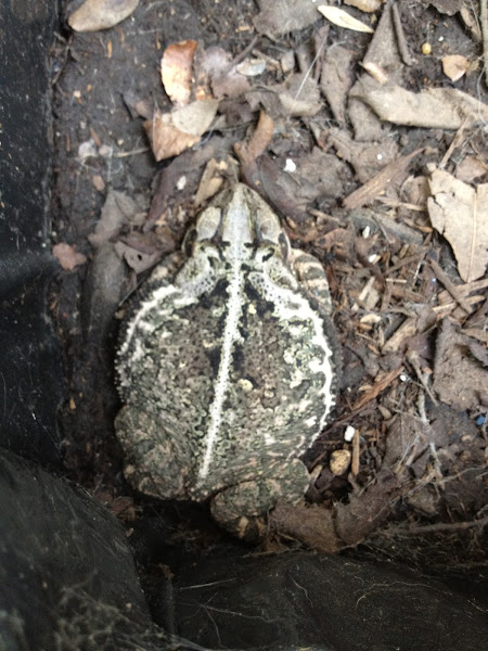 Gulf Coast Toad | Project Noah