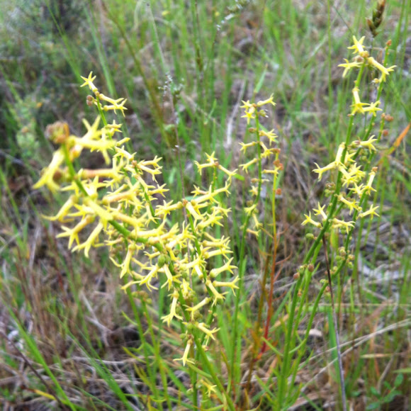 Creamy Stackhousia | Project Noah