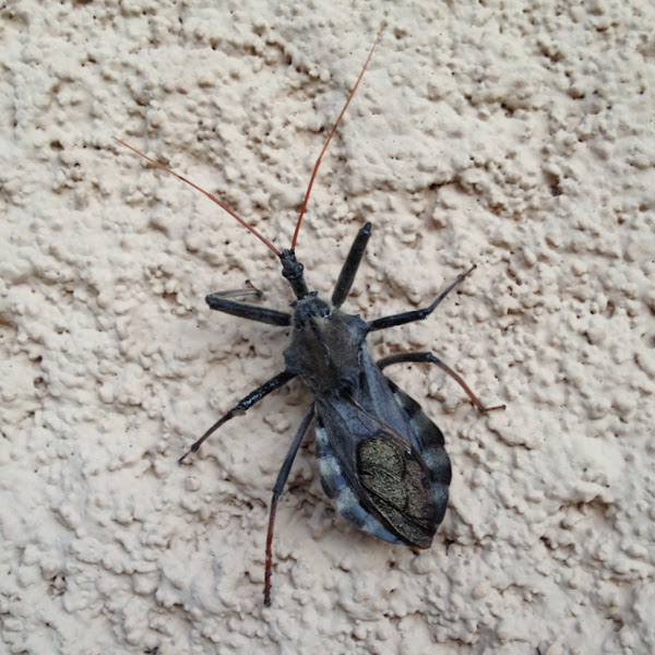 Wheel Assassin Bug, Family Reduviidae | Project Noah