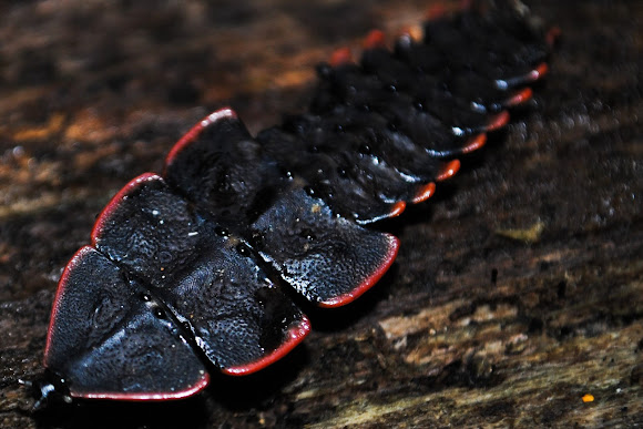 Trilobite beetle larva- female | Project Noah