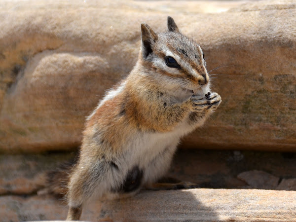 Uinta chipmunk | Project Noah