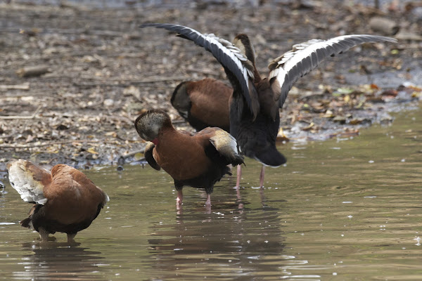 Pijije Comun o Piche | Project Noah