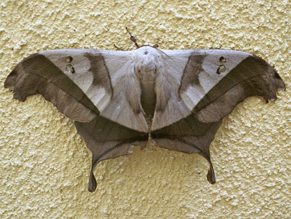 Dead-leaf moth | Project Noah