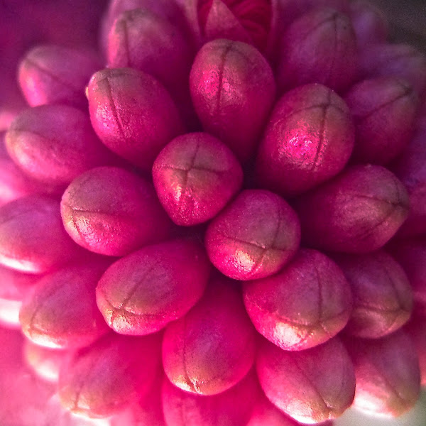 Red Powder Puff (bud and flower) | Project Noah