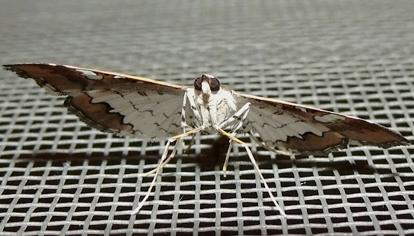 Maruca Pod Borer Moth | Project Noah