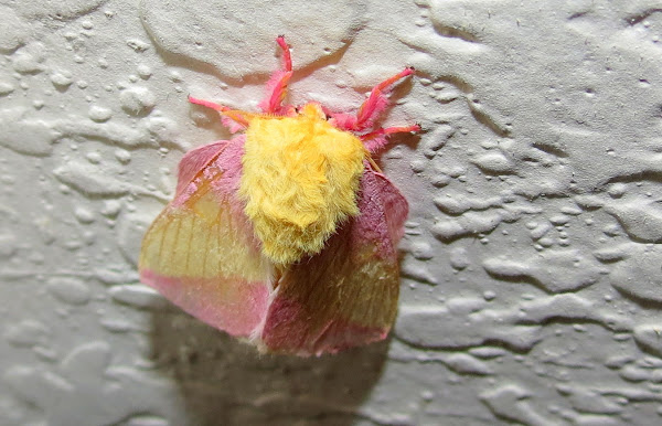 Rosy Maple Moth | Project Noah