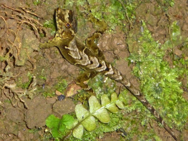 Ground Anole | Project Noah