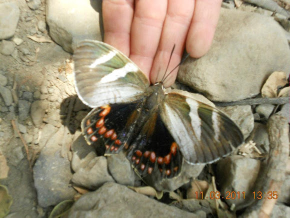 Mariposa del Chagual | Project Noah
