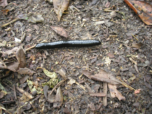 Mil pies | Project Noah