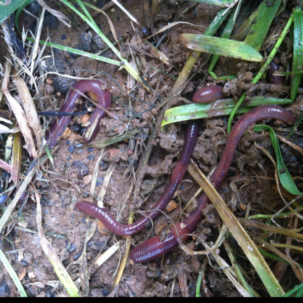 Red Earthworm | Project Noah