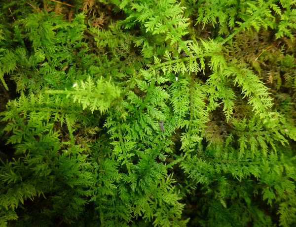 Delicate Fern Moss | Project Noah