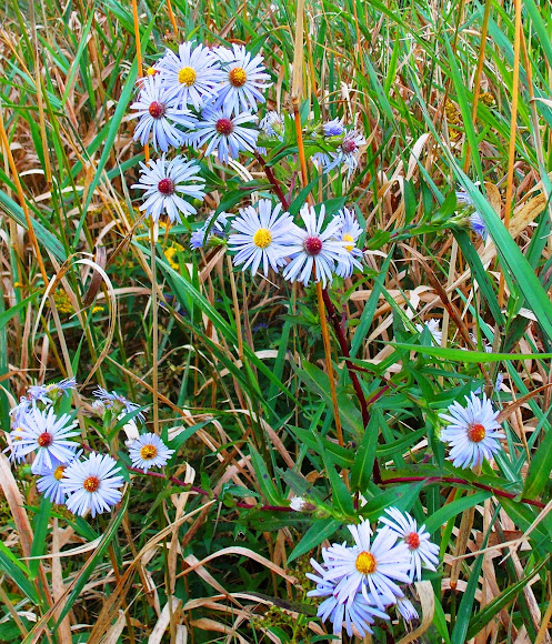 Stiff Aster | Project Noah