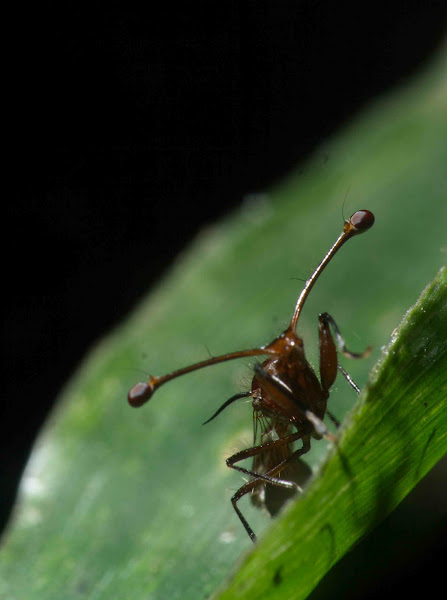 Stalk-eyed fly | Project Noah