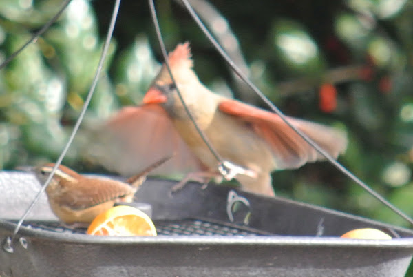 Northern Cardinal | Project Noah