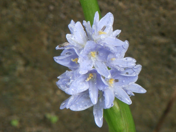 Arrowleaf Falsepickerelweed | Project Noah
