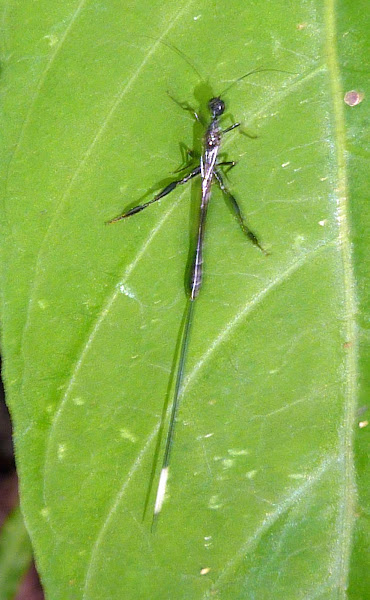 Stephanidae | Project Noah