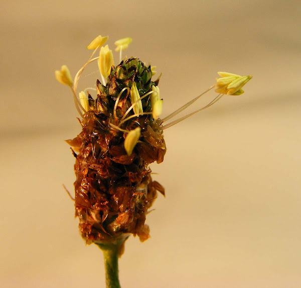 Flat Weed | Project Noah
