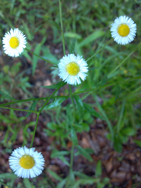Daisy Fleabane | Project Noah