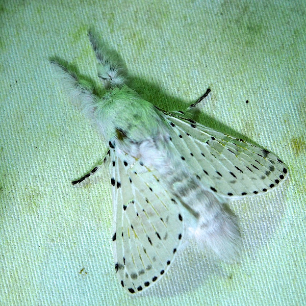 Dot-lined White Moth | Project Noah