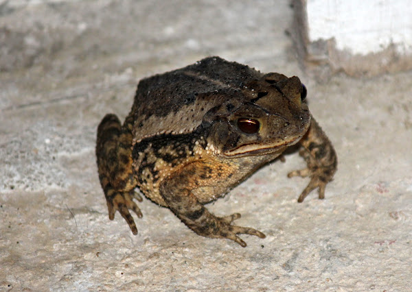Gulf Coast Toad | Project Noah