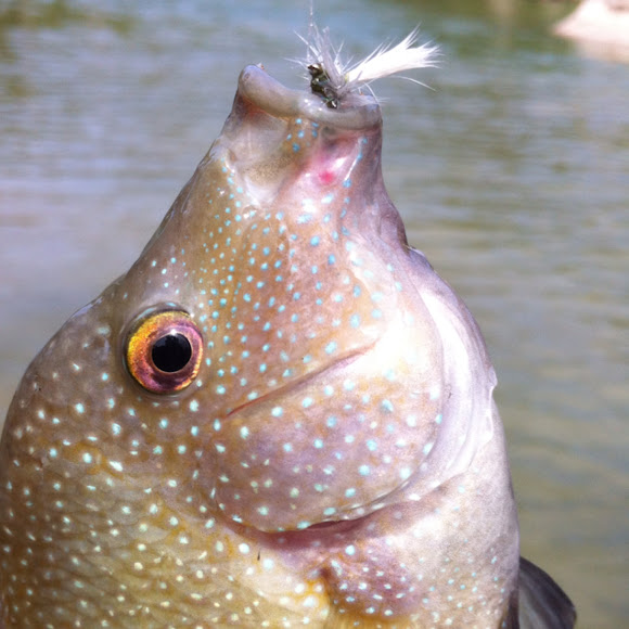 Rio Grande Perch | Project Noah