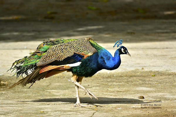 Indian peafowl | Project Noah