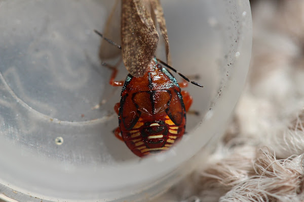 Predatory Stink Bug nymph | Project Noah