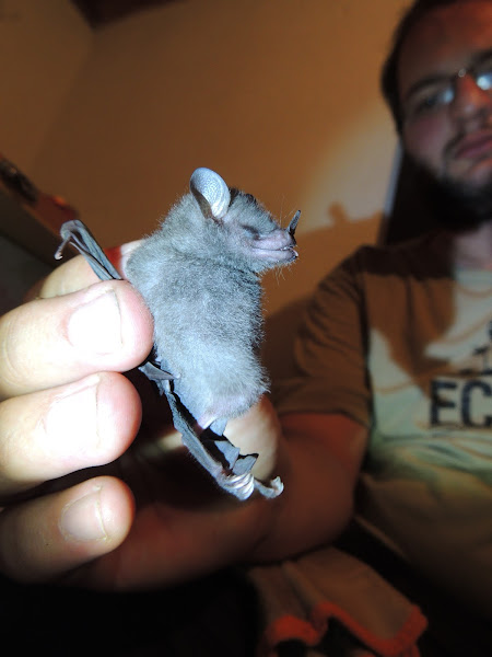Pallas' Long-Tongued Bat | Project Noah