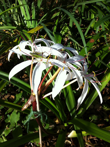 Southern Swamp Lily | Project Noah