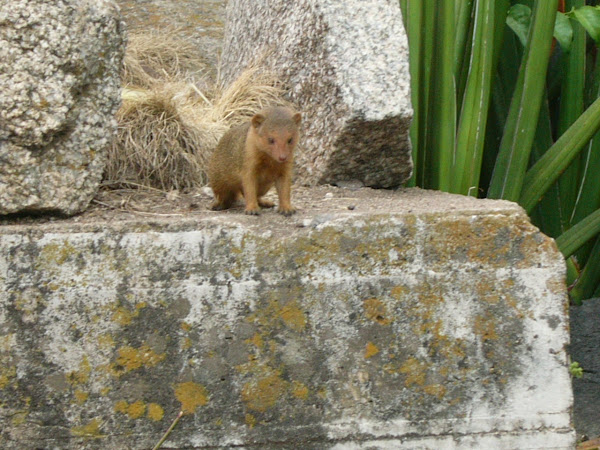 Mongoose | Project Noah