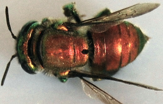 Orchid bee | Project Noah