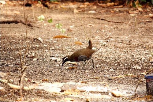 Barred Rail | Project Noah