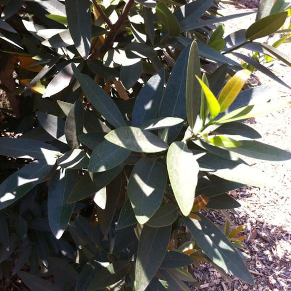California bay laurel | Project Noah
