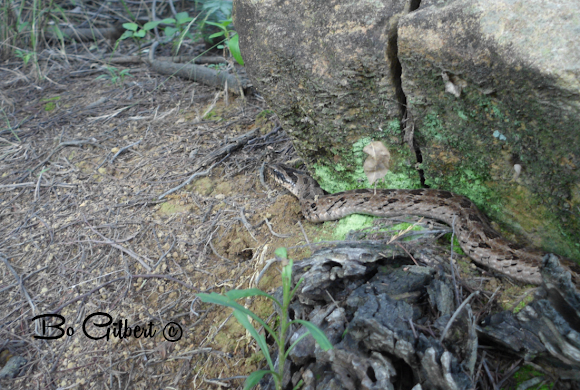 Rhombic Night Adder | Project Noah