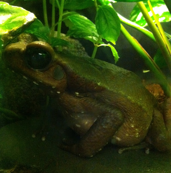 Smooth sided Toad | Project Noah