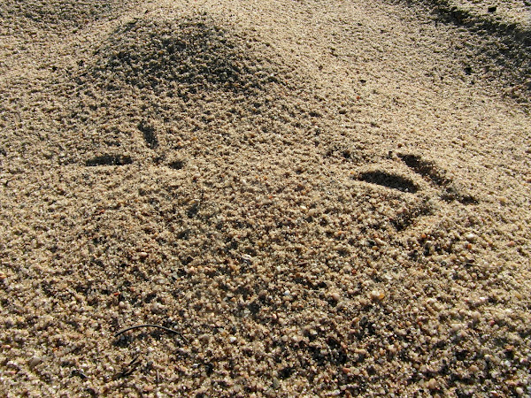 White stork (footprints) | Project Noah