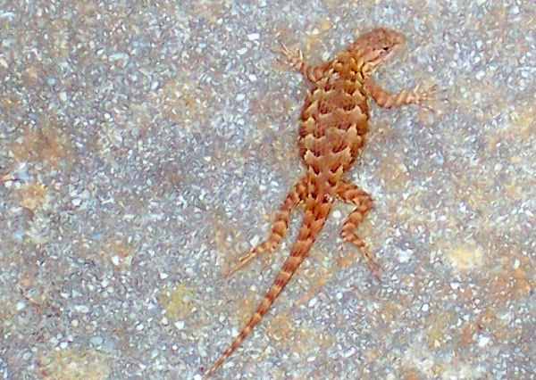 Western Fence Lizard [Female] | Project Noah