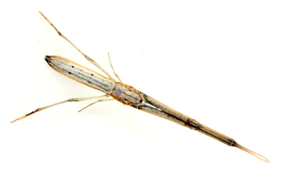 Squid spider | Project Noah