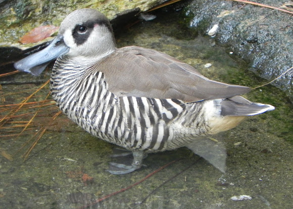Pink-Eared Duck | Project Noah