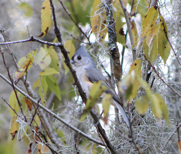 Tufted Titmouse | Project Noah