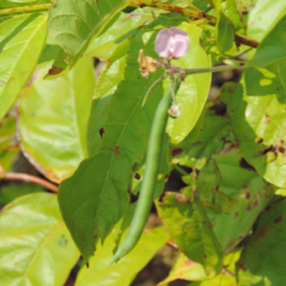 Pink Fuzzy Bean | Project Noah