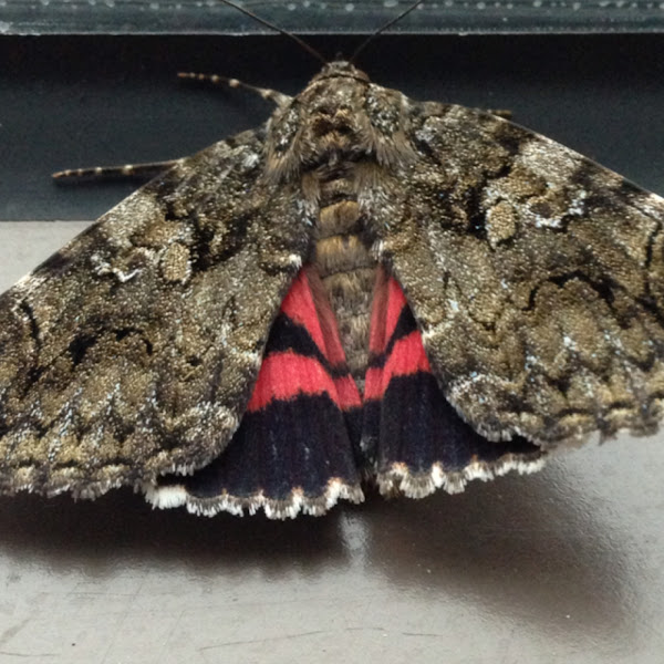 Rosy underwing | Project Noah