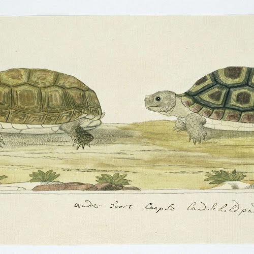 Homopus areolatus (Common padloper tortoise), Robert Jacob Gordon ...